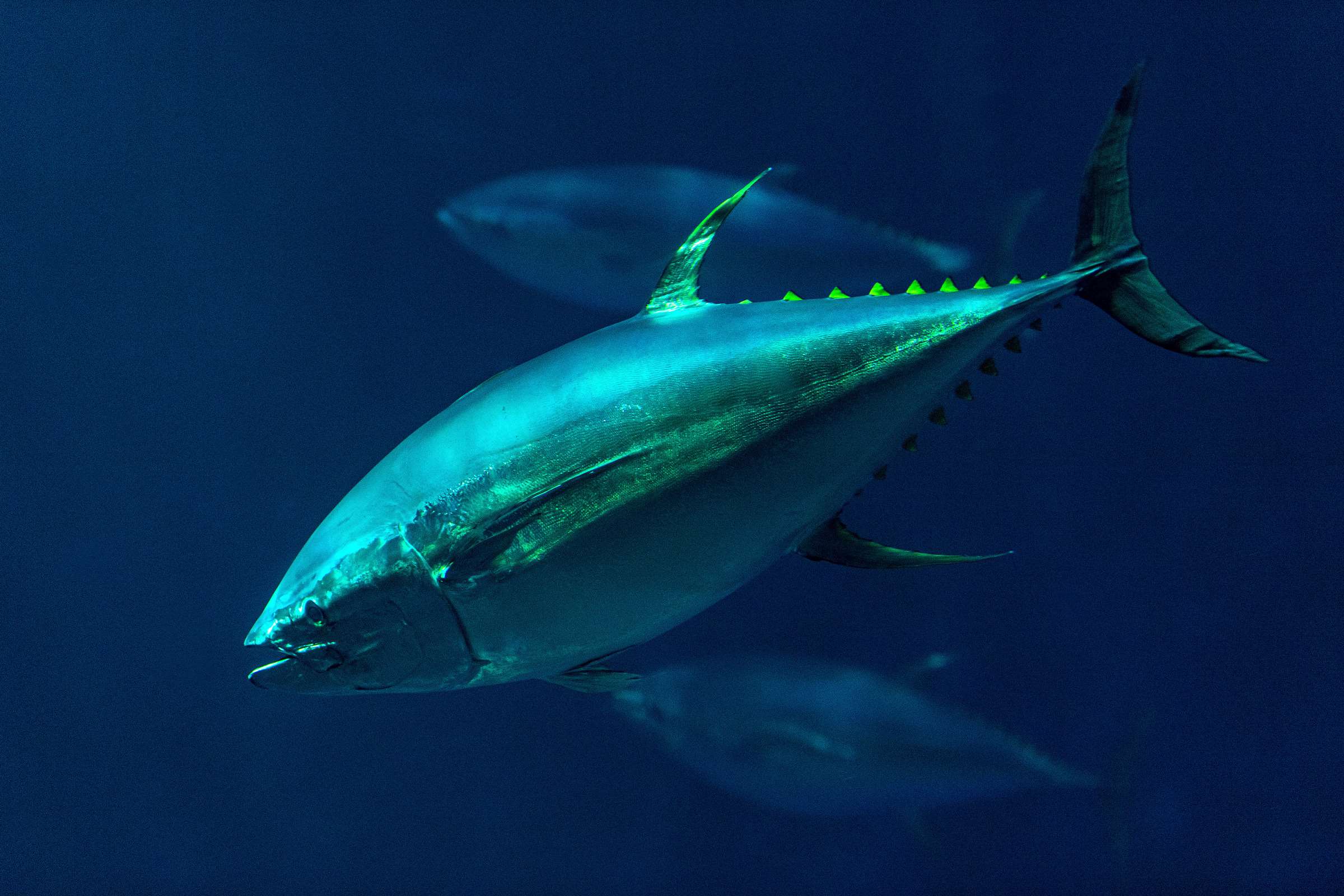 Visit | Monterey Bay Aquarium