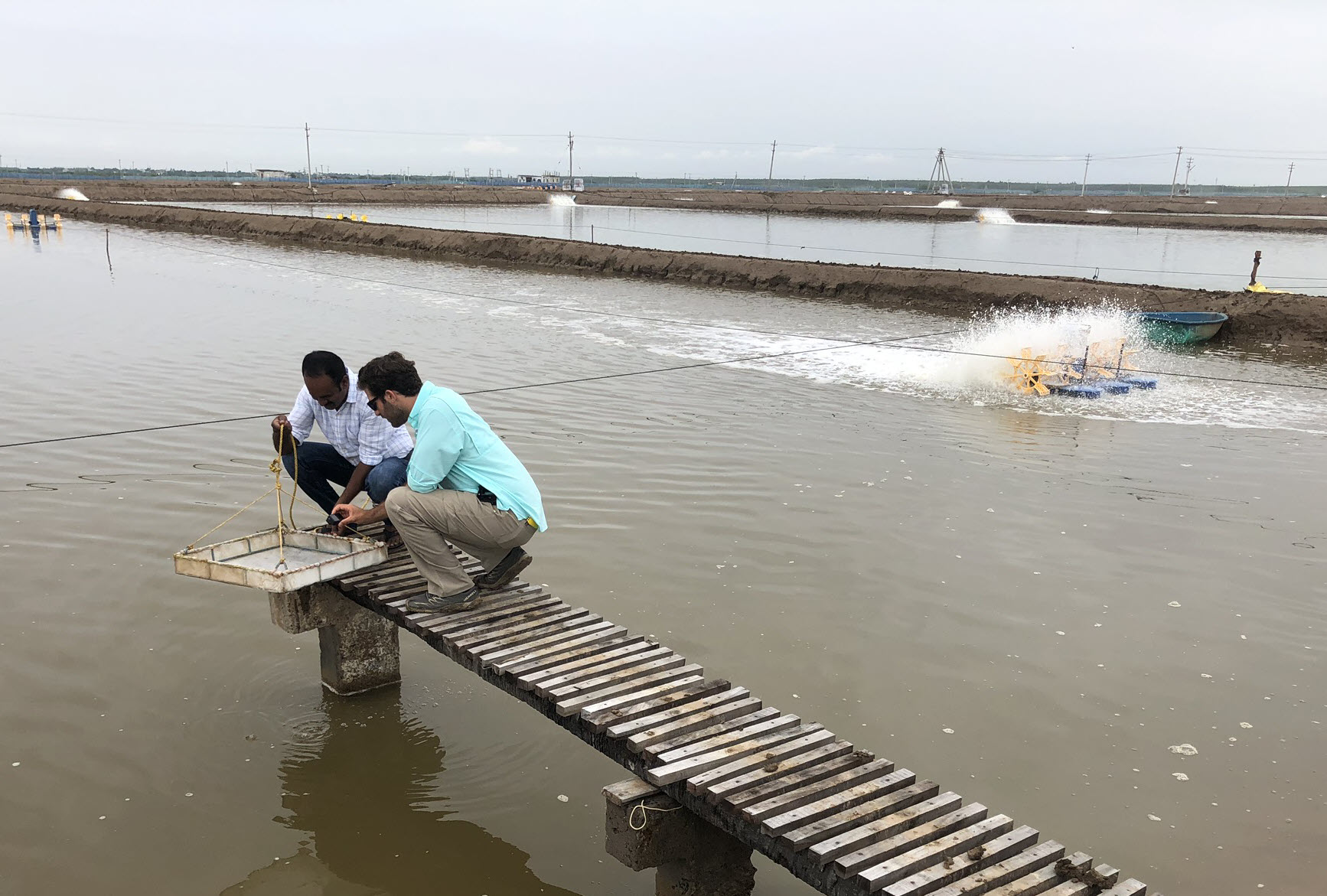 Shrimp farming in a changing climate | Stories | Monterey Bay Aquarium