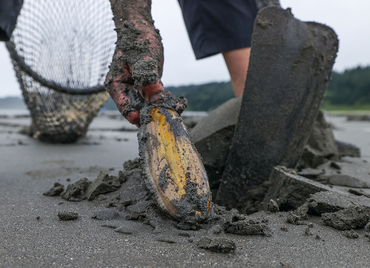 clam digging schedule