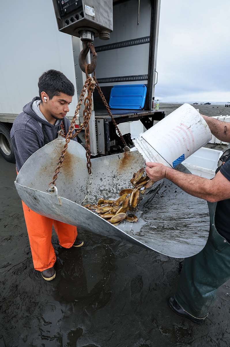 Quinault Indian Nation razor clam harvest| Stories | Seafood Watch