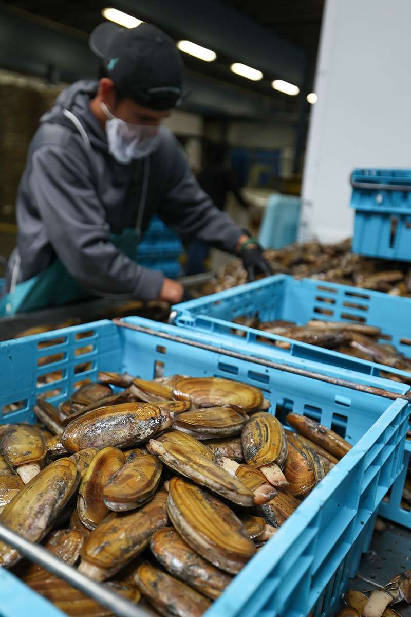 Quinault Indian Nation razor clam harvest| Stories | Seafood Watch