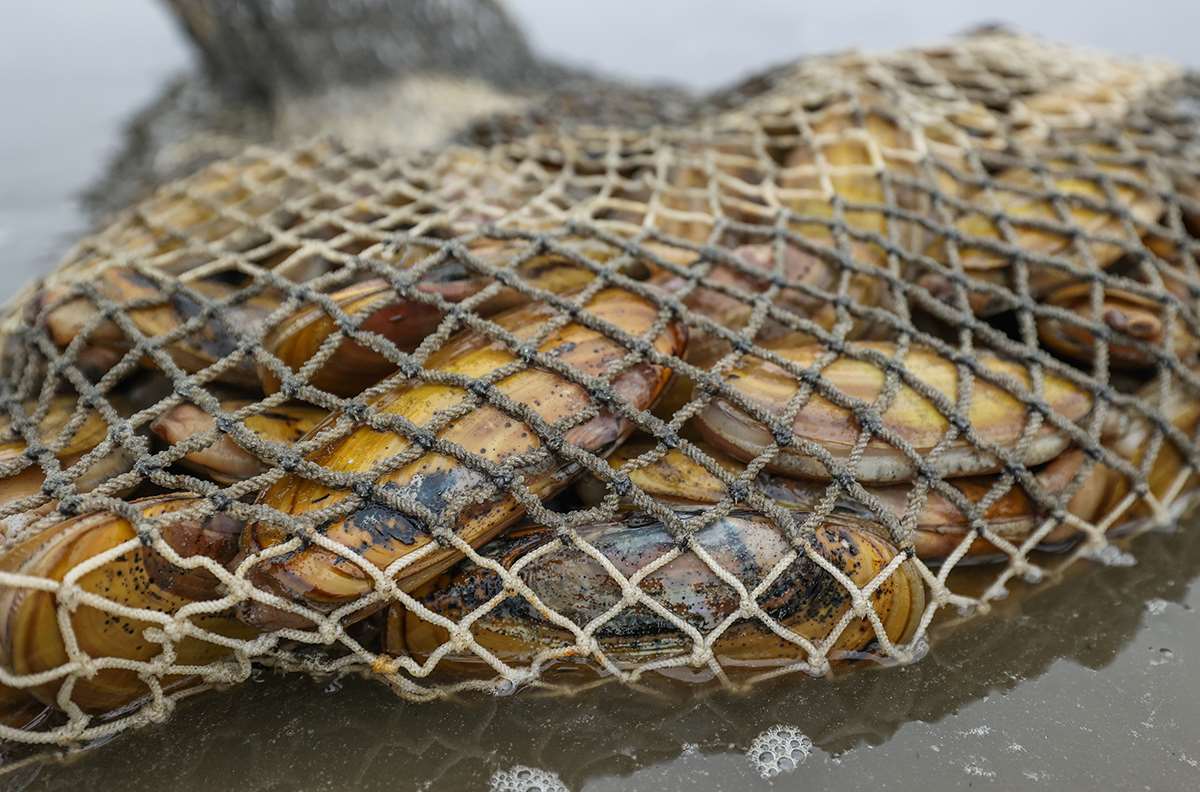 Quinault Indian Nation razor clam harvest| Stories | Seafood Watch
