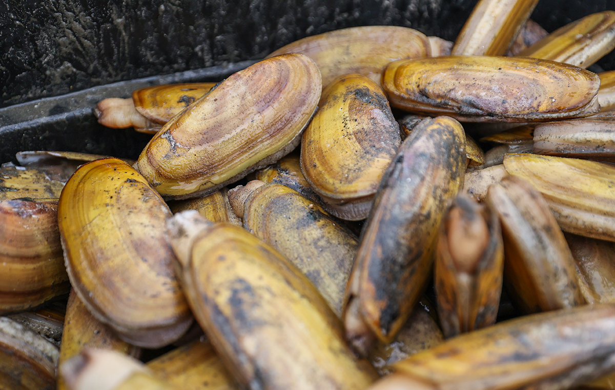 Quinault Indian Nation razor clam harvest| Stories | Seafood Watch