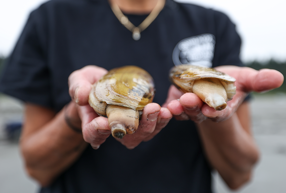 Quinault Indian Nation razor clam harvest| Stories | Seafood Watch