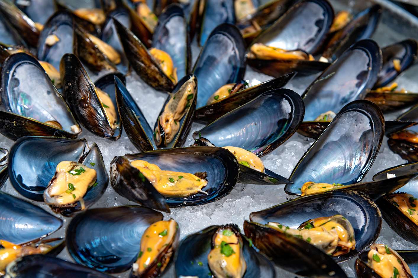 For members | Monterey Bay Aquarium