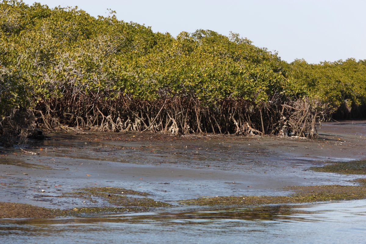 Mangroves Animal Adaptations Celebrating The Conservation Of Mangrove