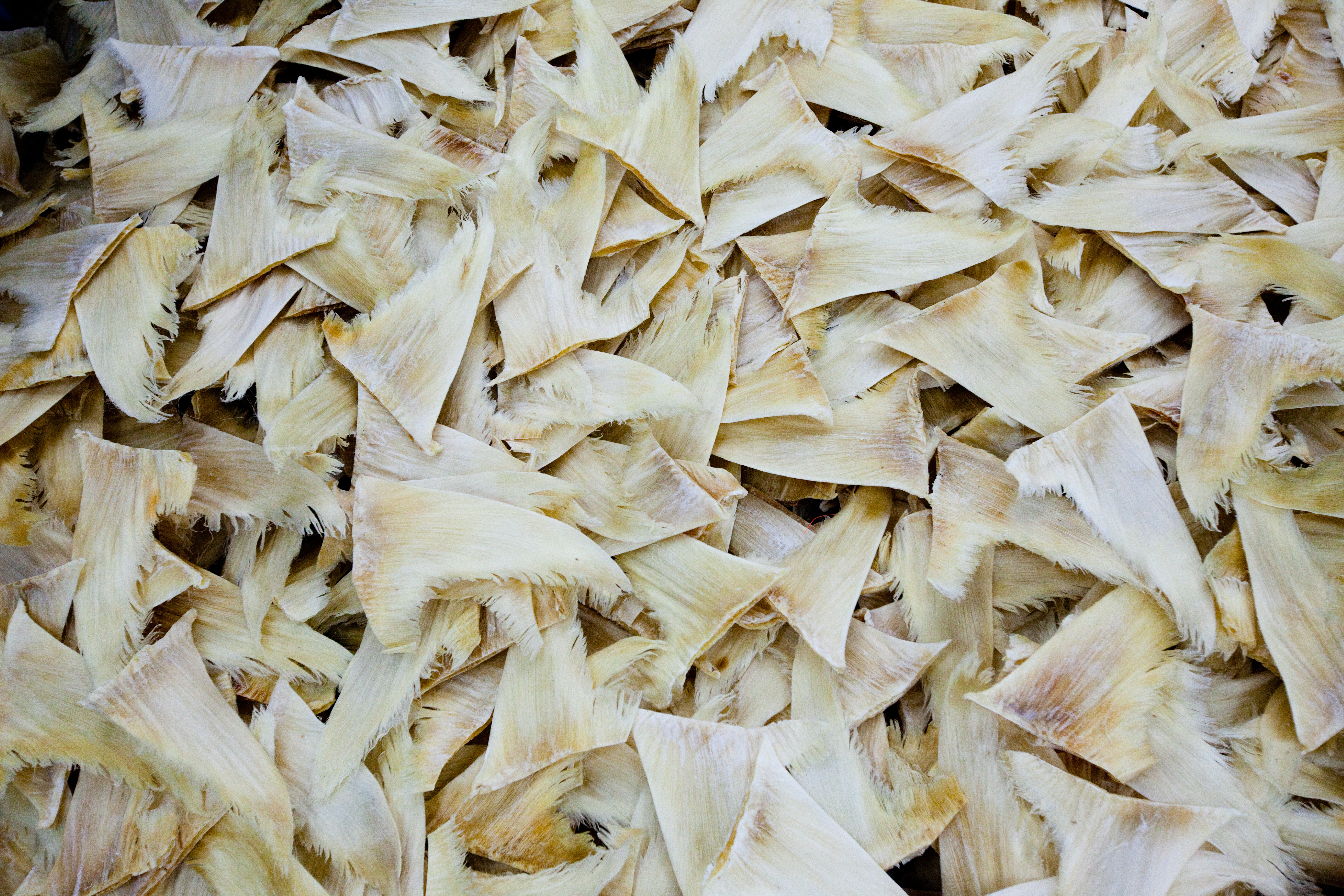 Leopard shark | Animals | Monterey Bay Aquarium