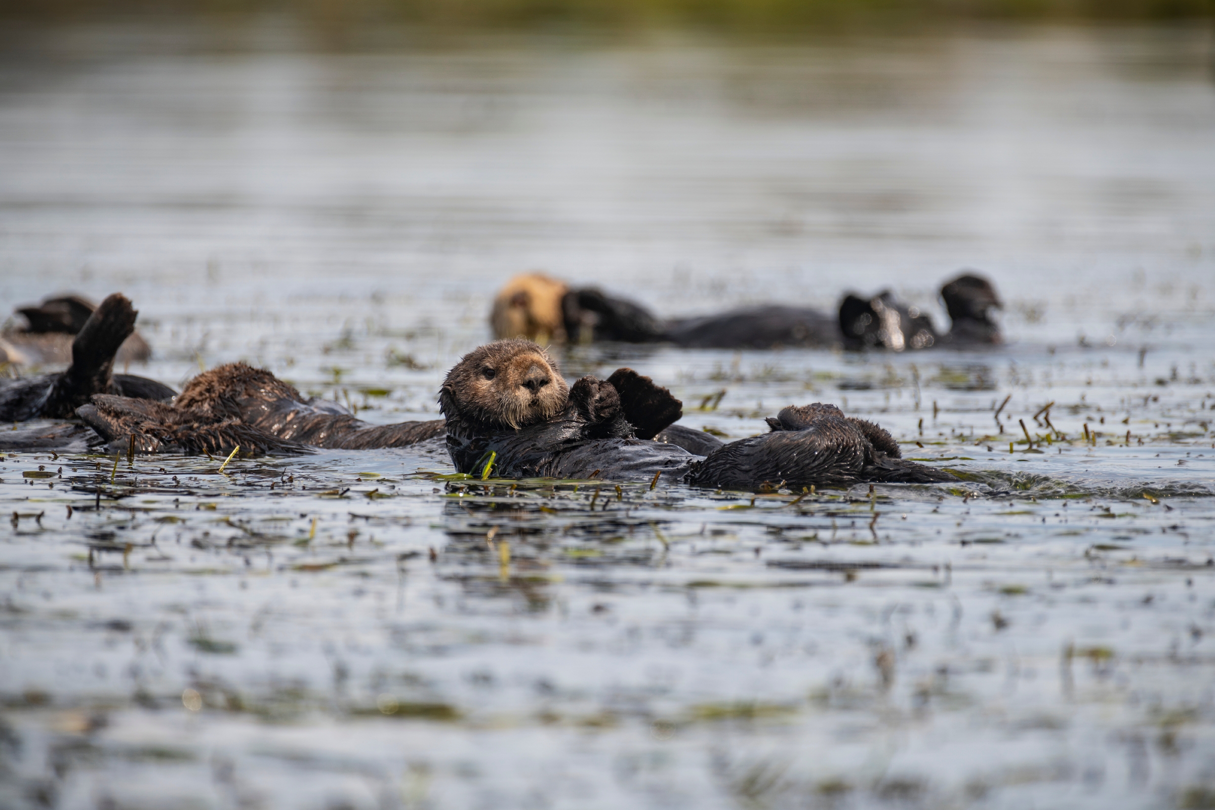 Sea otter rescue and research | Stories | Monterey Bay Aquarium
