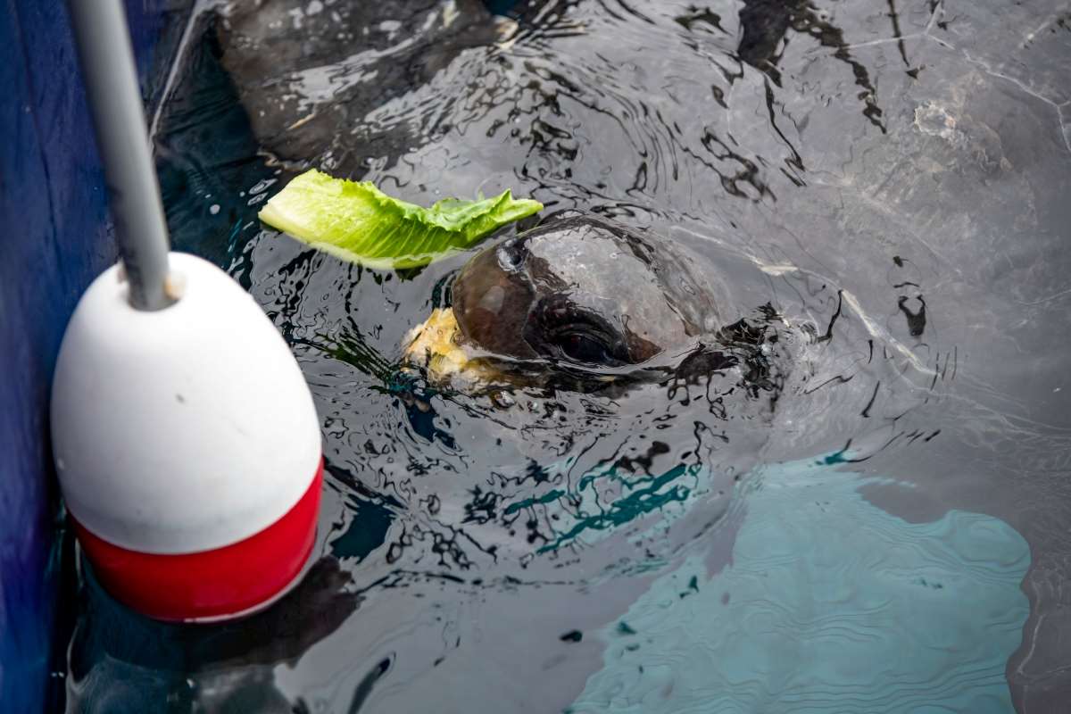 Animal training and enrichment | Monterey Bay Aquarium