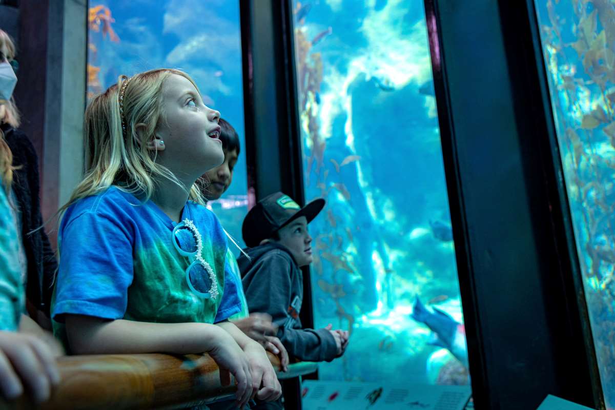 Field trips for grades 3-5 | Monterey Bay Aquarium
